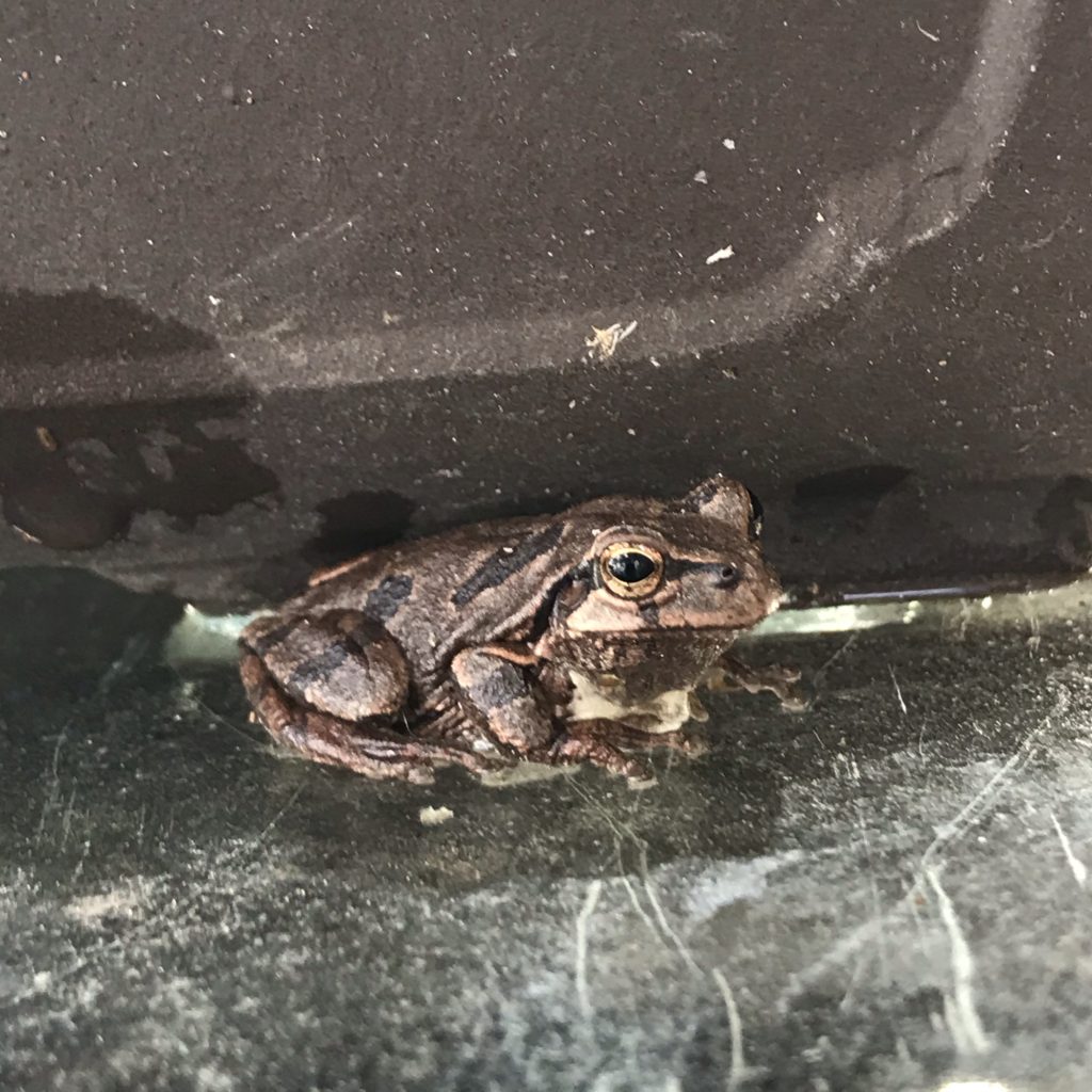 【起きてきた】 | MaCO frog design